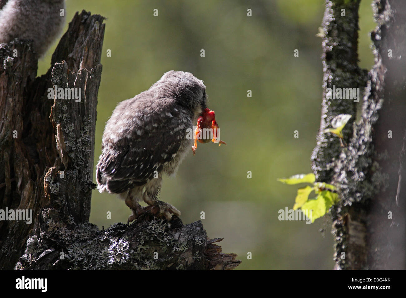 owls in forest landscape Stock Photo - Alamy