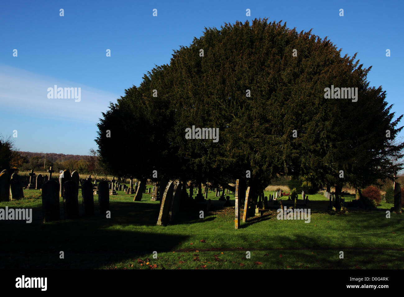 Churchyard yew tree hi-res stock photography and images - Alamy