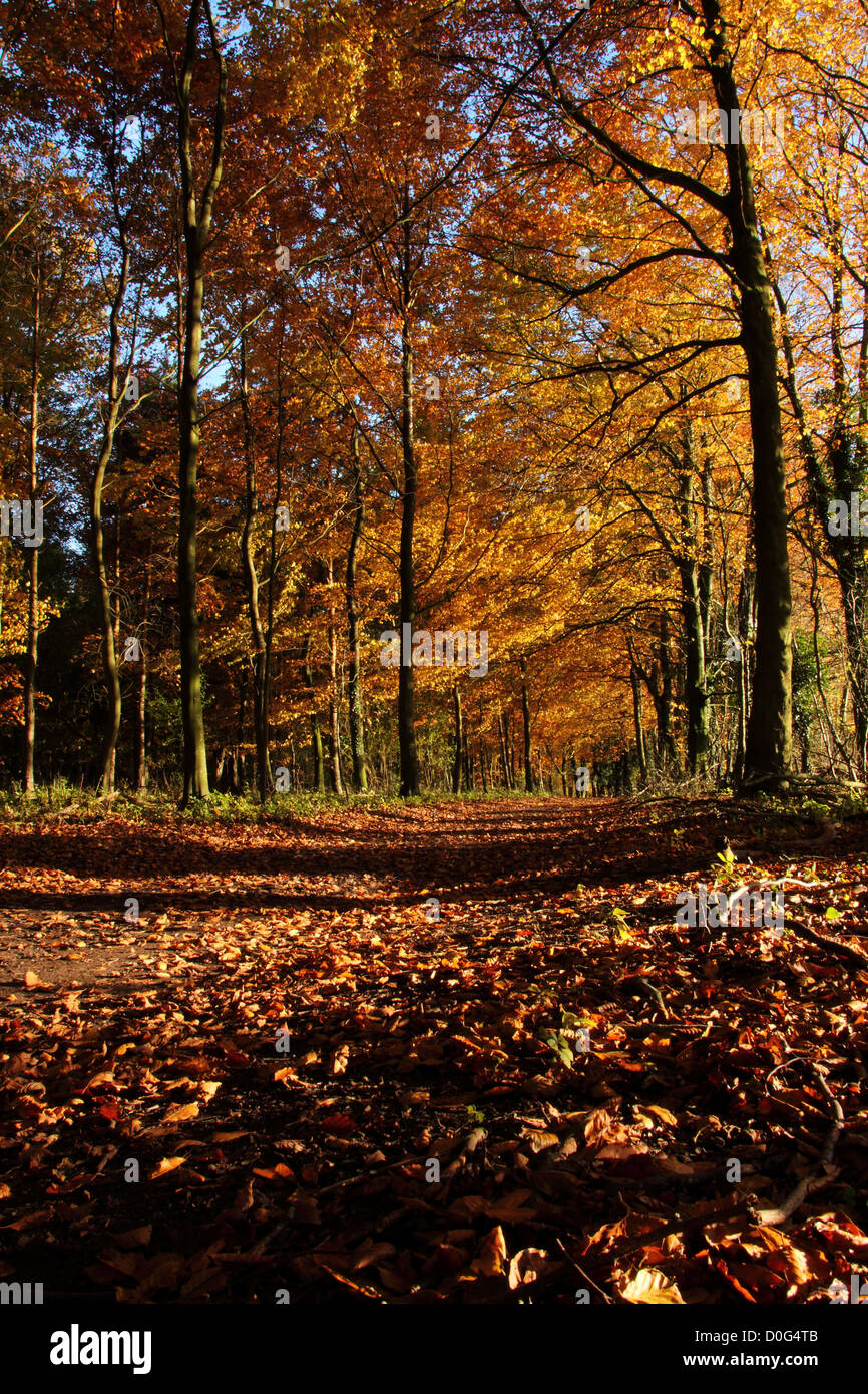 autumn path through the woods covered in leaf litter Stock Photo - Alamy