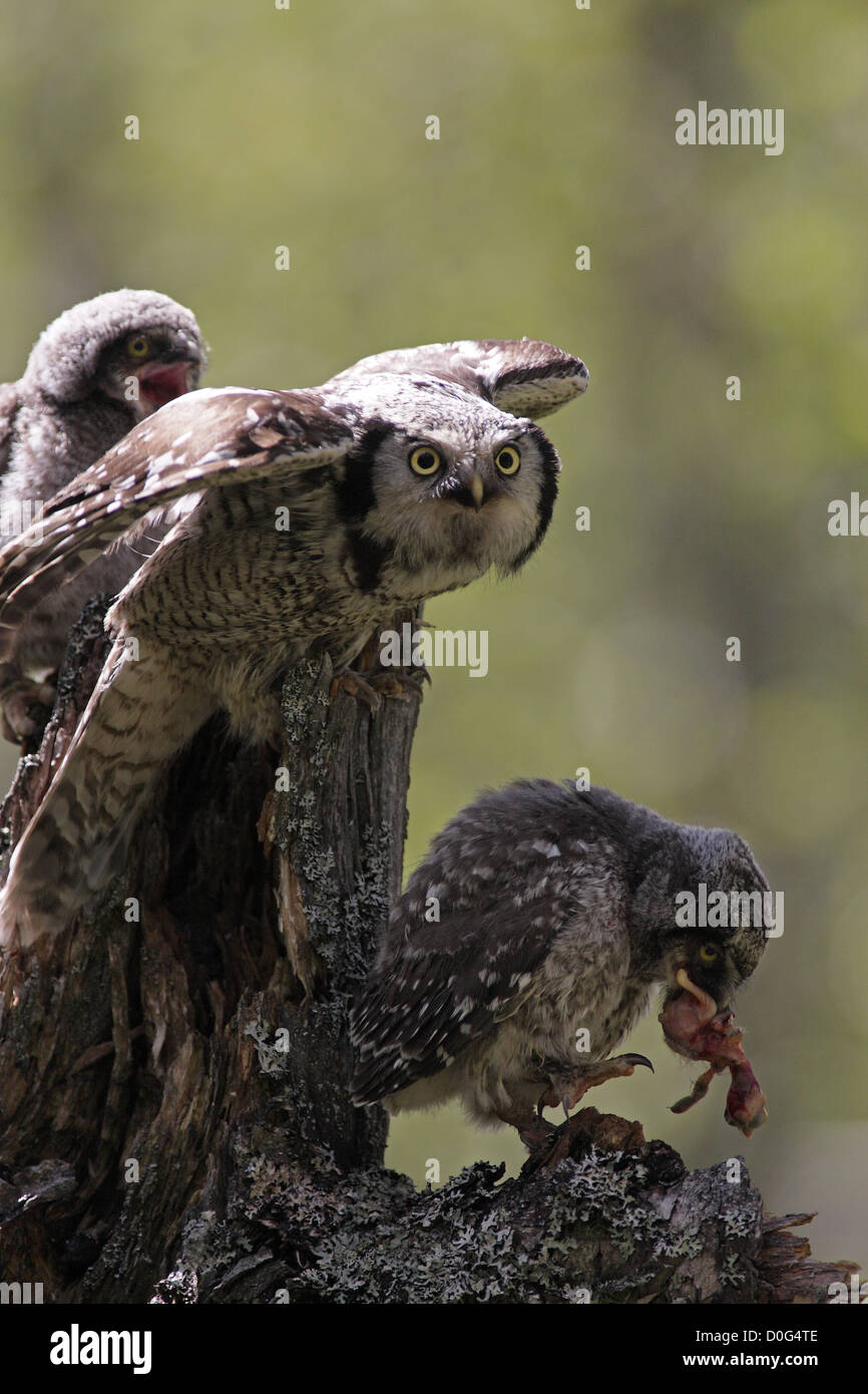 owls in forest landscape Stock Photo - Alamy