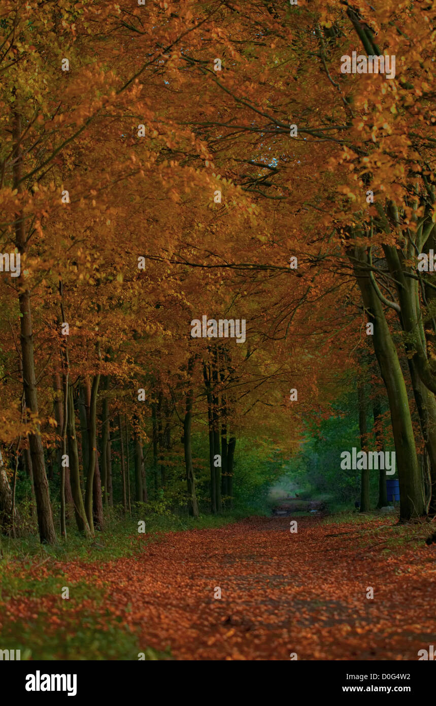 autumn path through the woods covered in leaf litter Stock Photo - Alamy