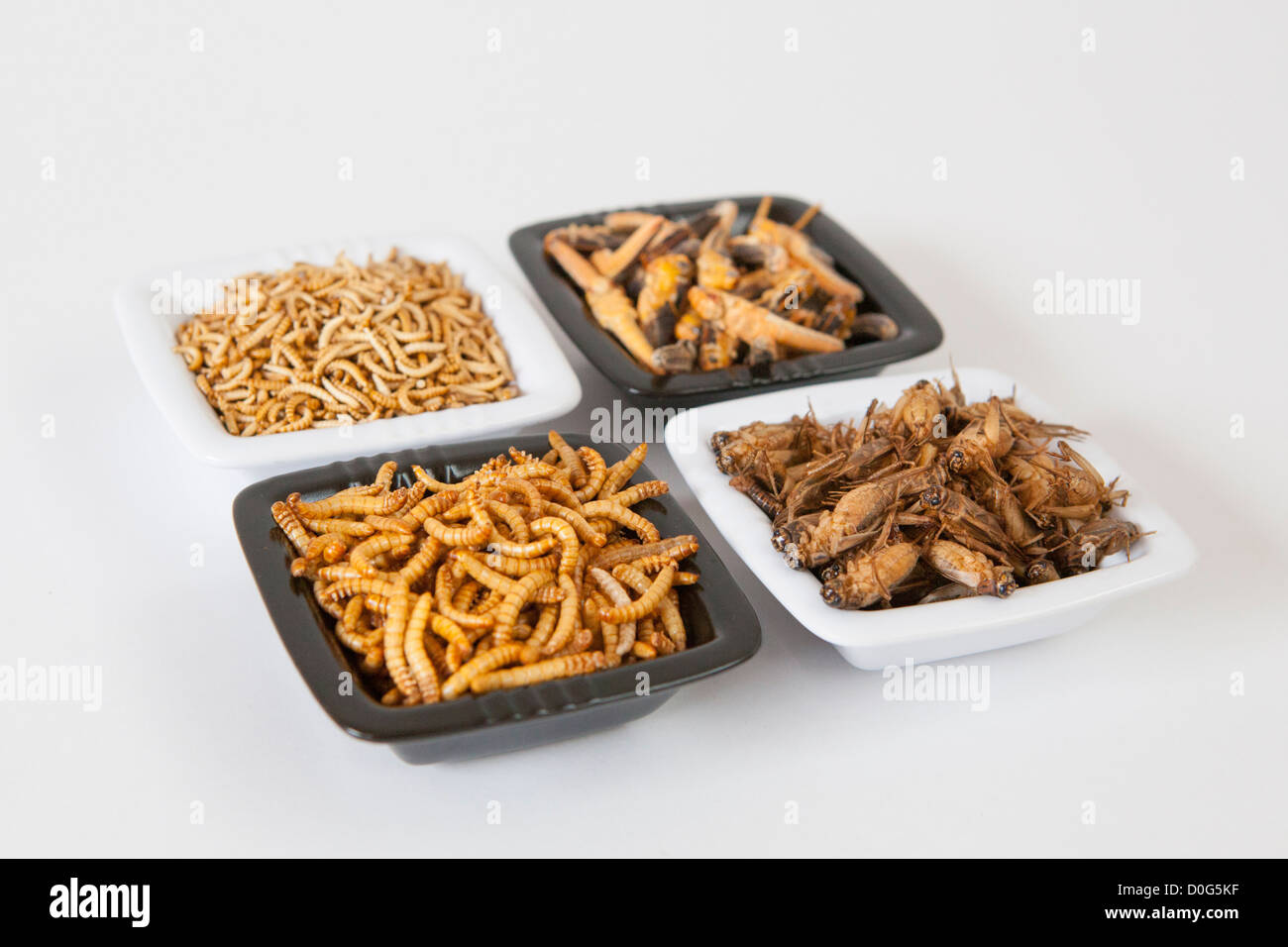 Insects meal worms locusts and morio worms for human consumption Stock ...