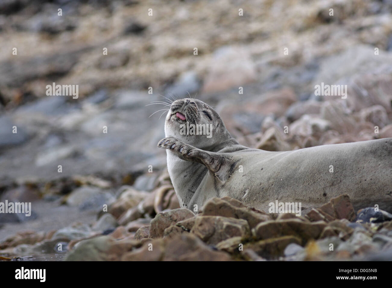harbour seal resting on beach Stock Photo - Alamy