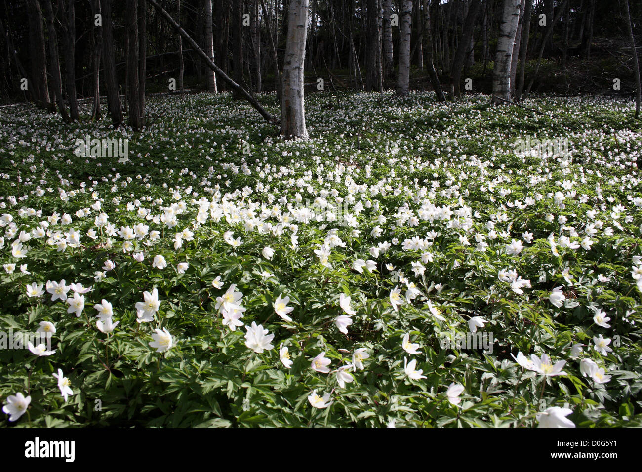 Scandinavian flower hi-res stock photography and images - Alamy