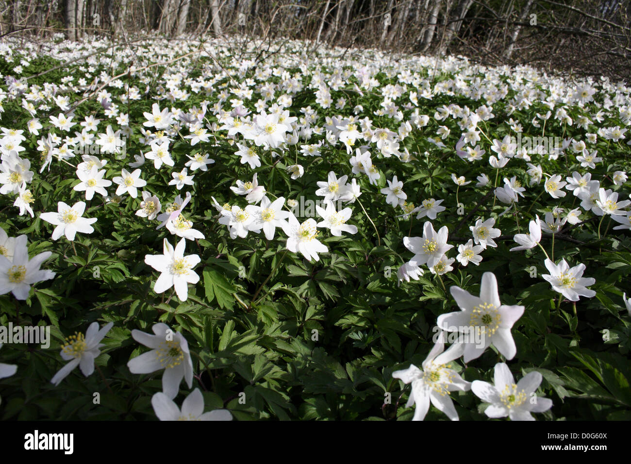 spring flower in Scandinavian forest Stock Photo - Alamy