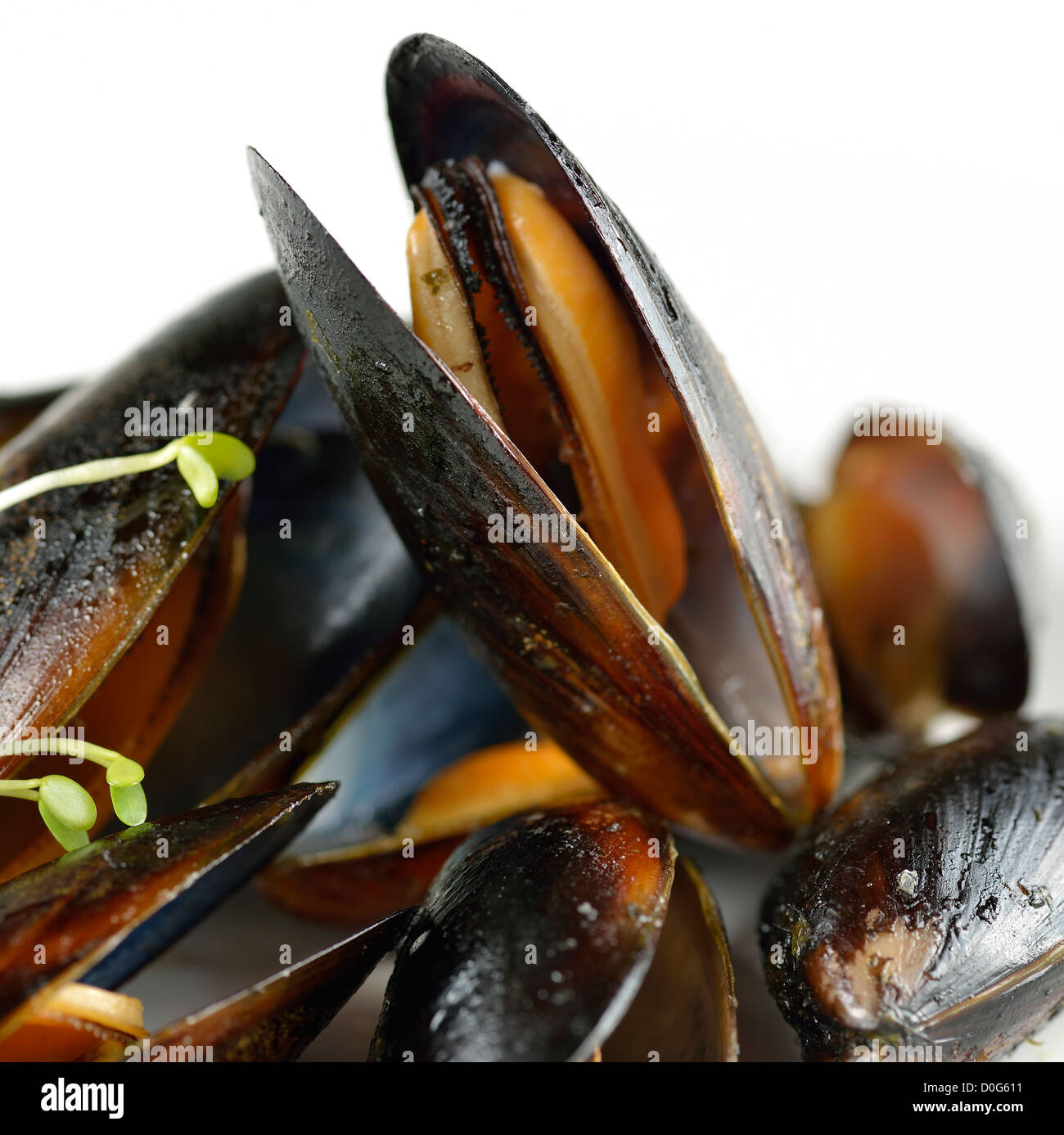 Cooked mussels sauce hi-res stock photography and images - Alamy