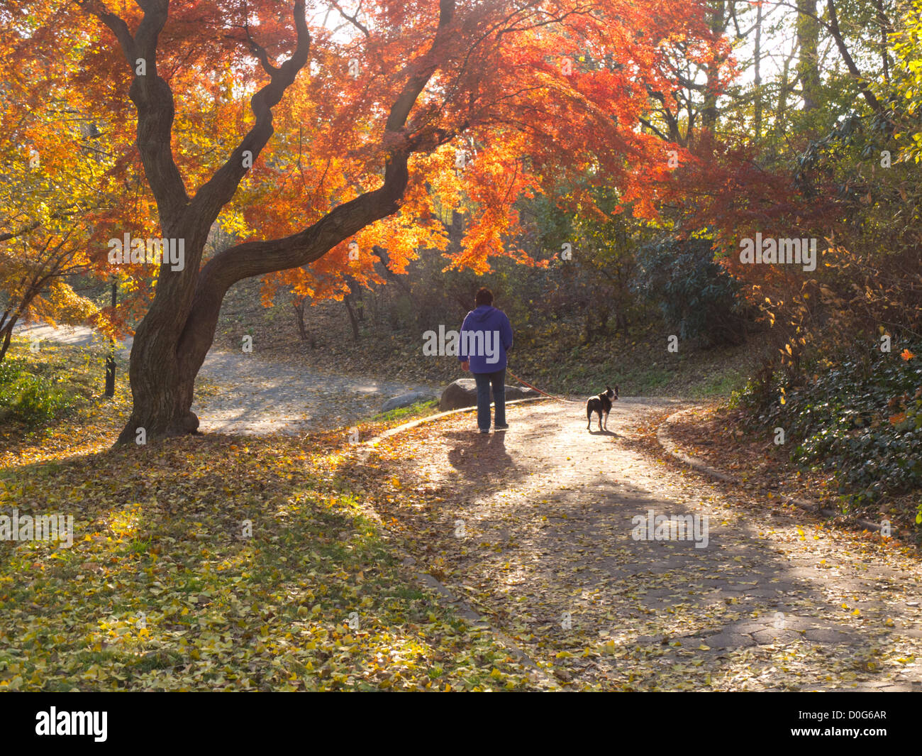 Woman walking dog on fall day Stock Photo - Alamy