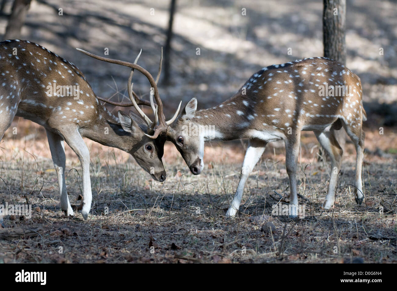 Male spotted deer hi-res stock photography and images - Alamy