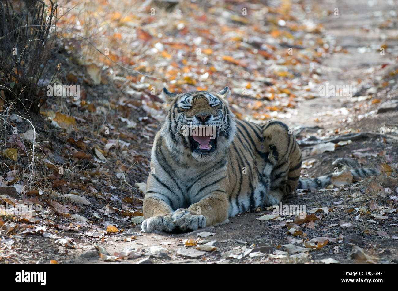 'Machali' resting on path Stock Photo - Alamy