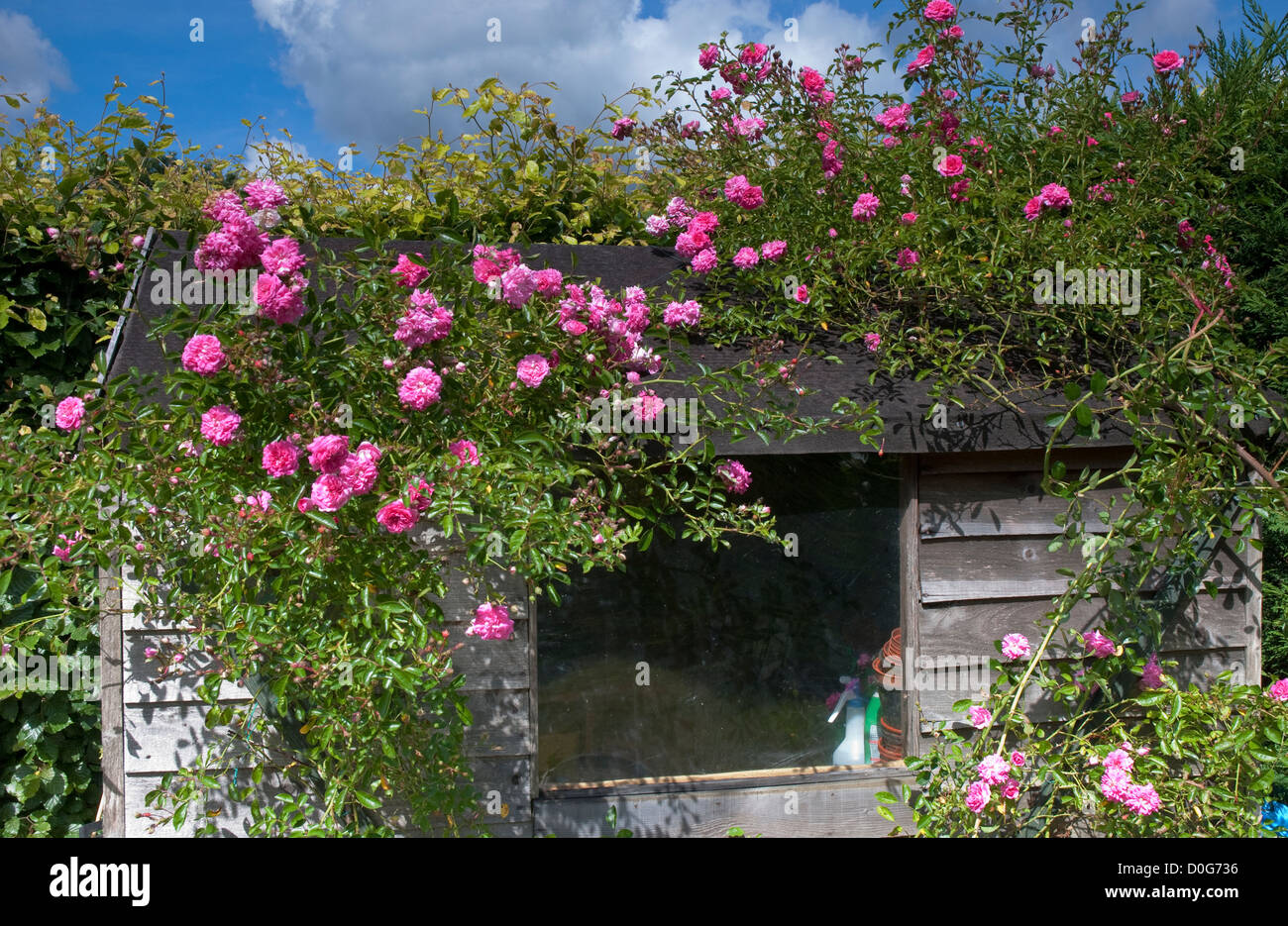 A bright pink rambling rose covering a wooden garden shed in a Cornish ...