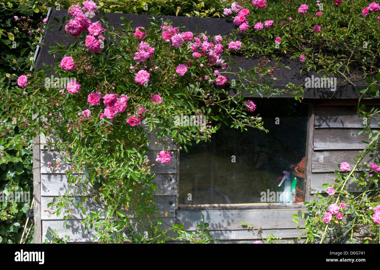 Wooden pretty shed roses hi-res stock photography and images - Alamy