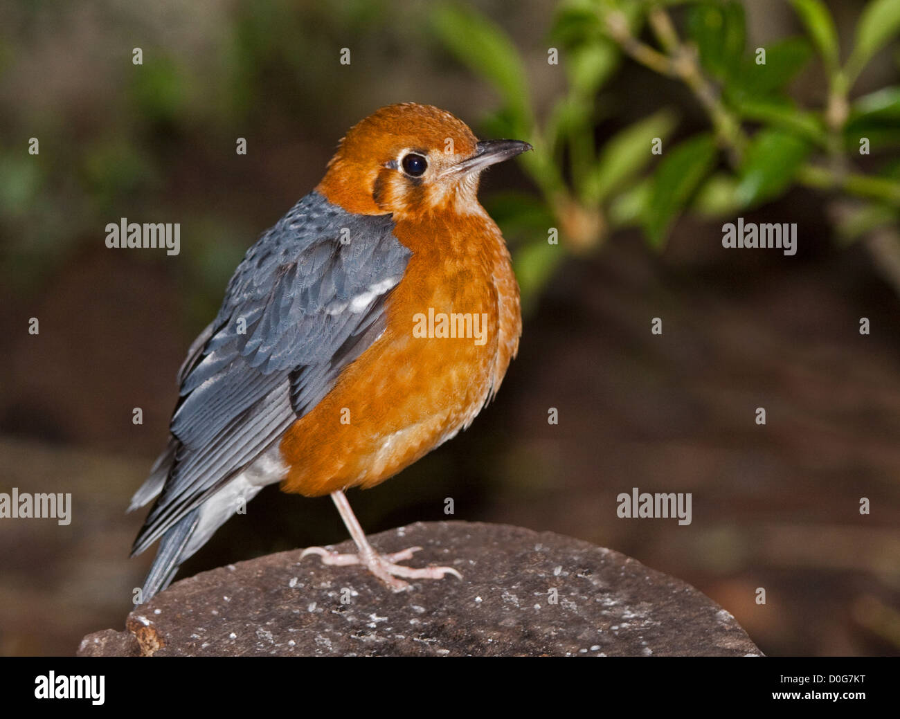 Orange Headed Thrush (zoothera citrina Stock Photo - Alamy