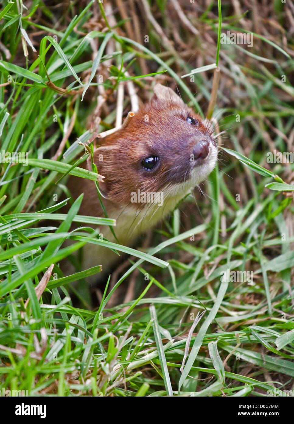 Stoat mammals hi-res stock photography and images - Alamy