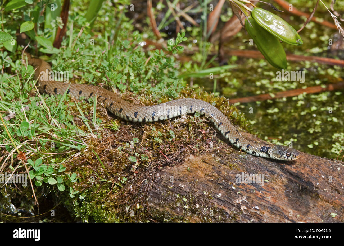 European Grass Snake or Ringed Snake (natrix natrix), UK Stock Photo ...
