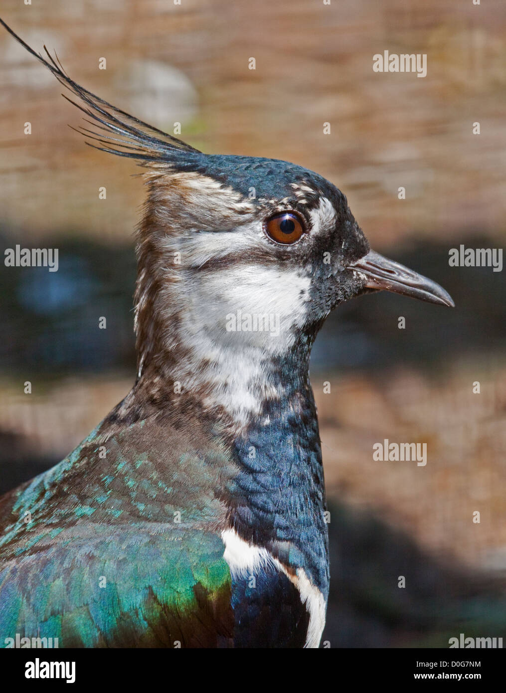 Northern Lapwing or Green Plover (vanellus vanellus), UK Stock Photo ...