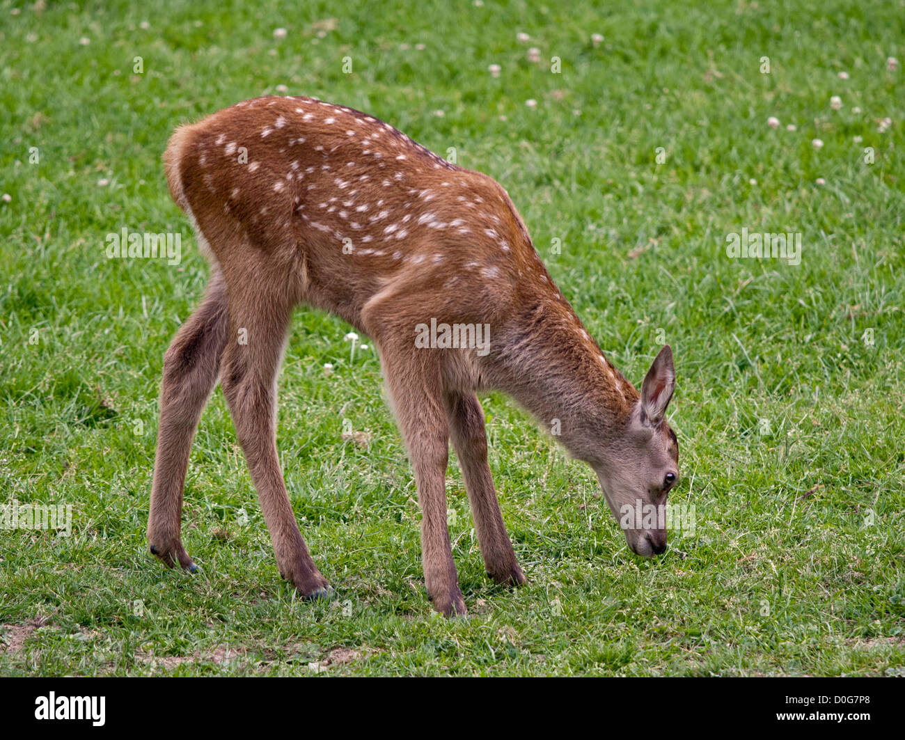 Spotted deer grazing hi-res stock photography and images - Alamy