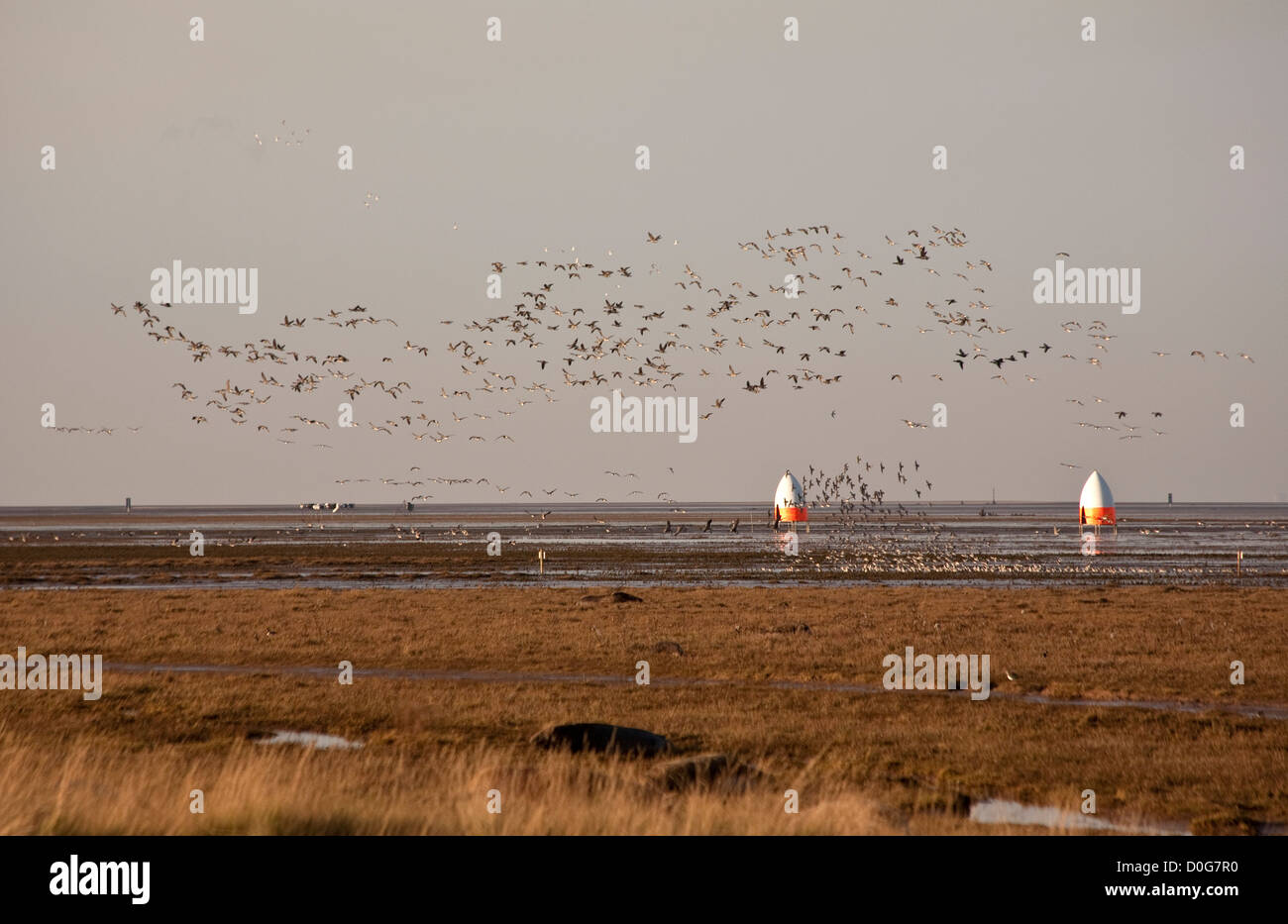 Donna nook bird hi-res stock photography and images - Alamy