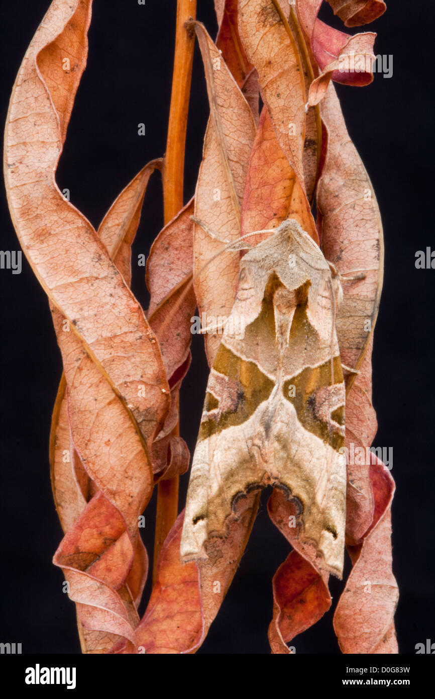 Angle Shades Moth (Phlogophora meticulosa Stock Photo - Alamy