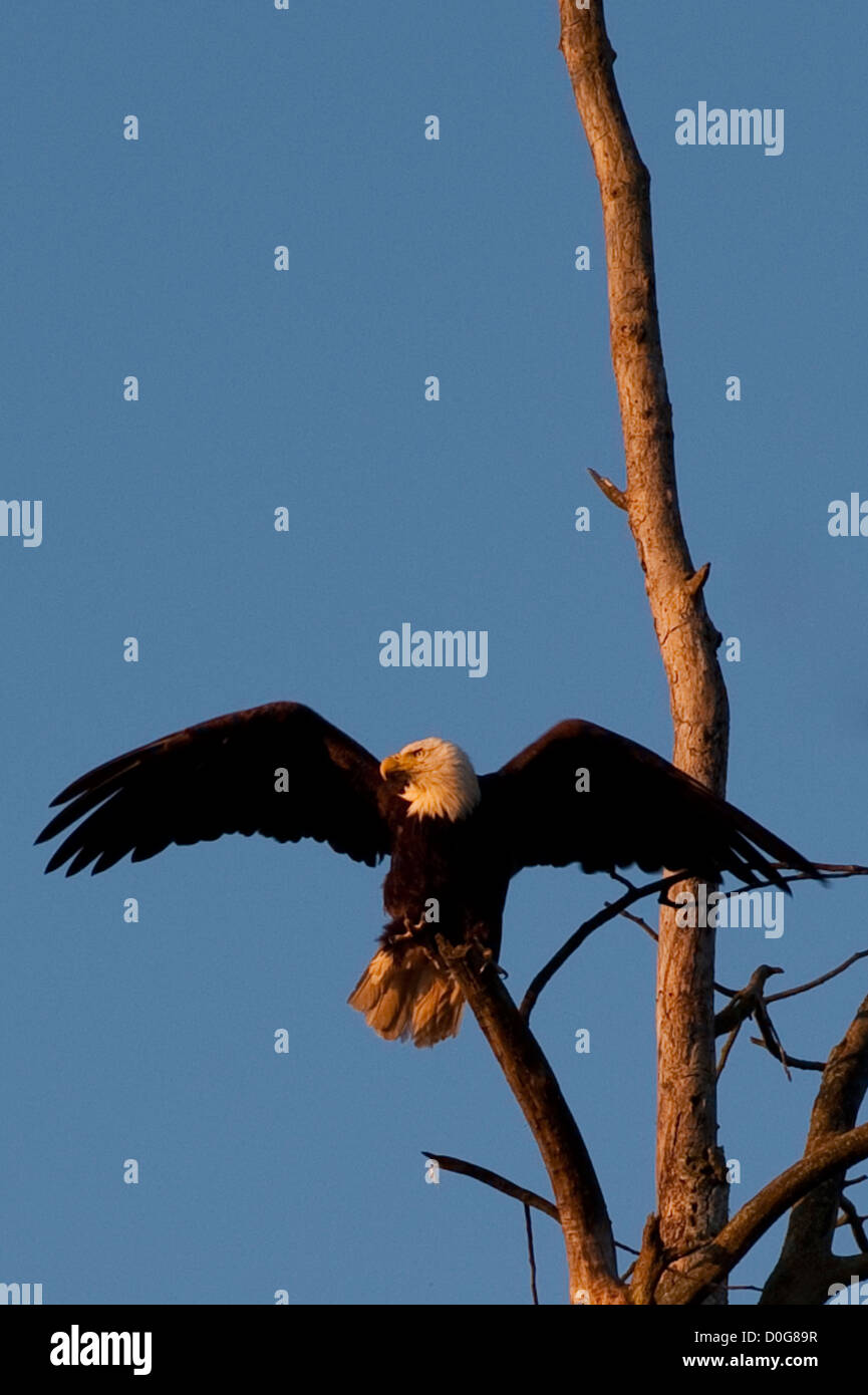 Bald Eagle perched in tree Stock Photo - Alamy