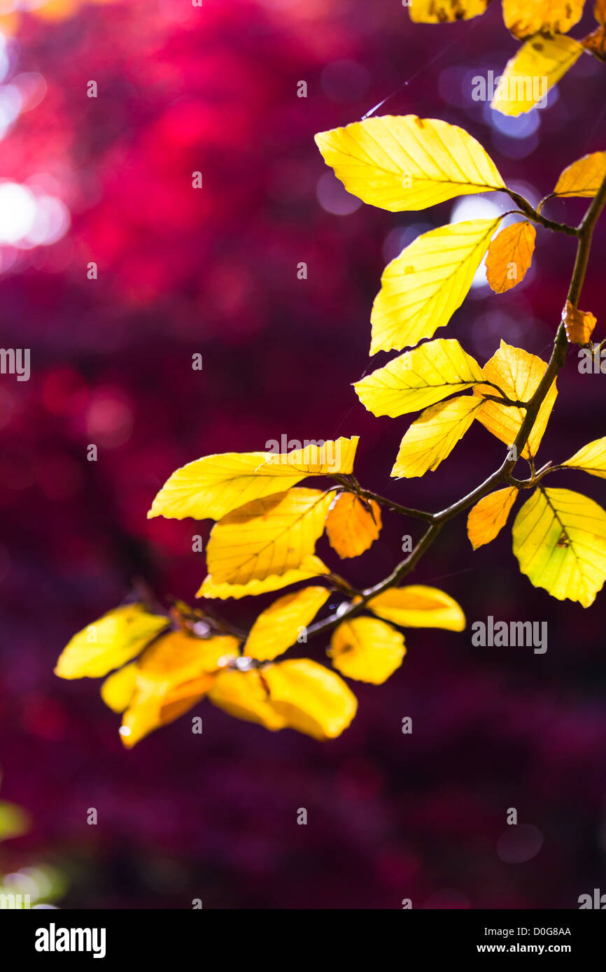 Red beech tree hi-res stock photography and images - Alamy
