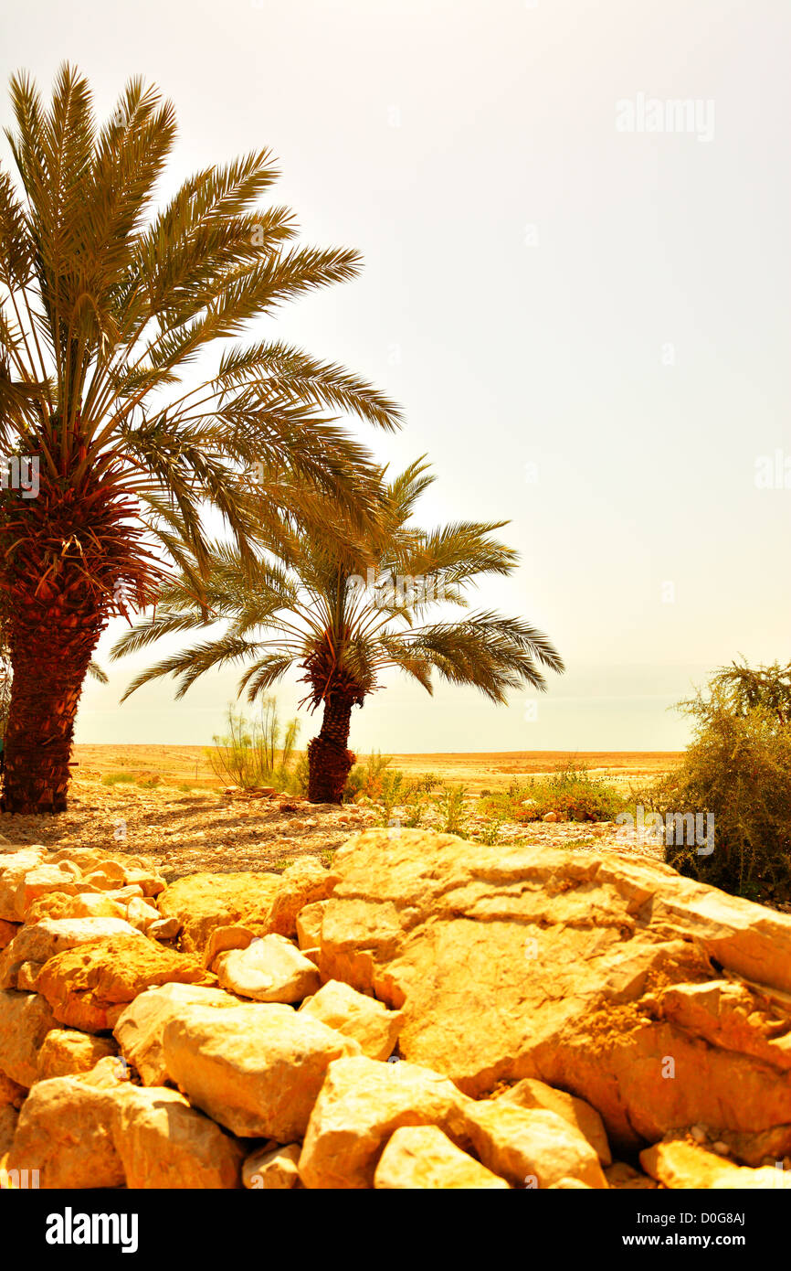 Date palms and stones, Arava desert, Israel Stock Photo - Alamy