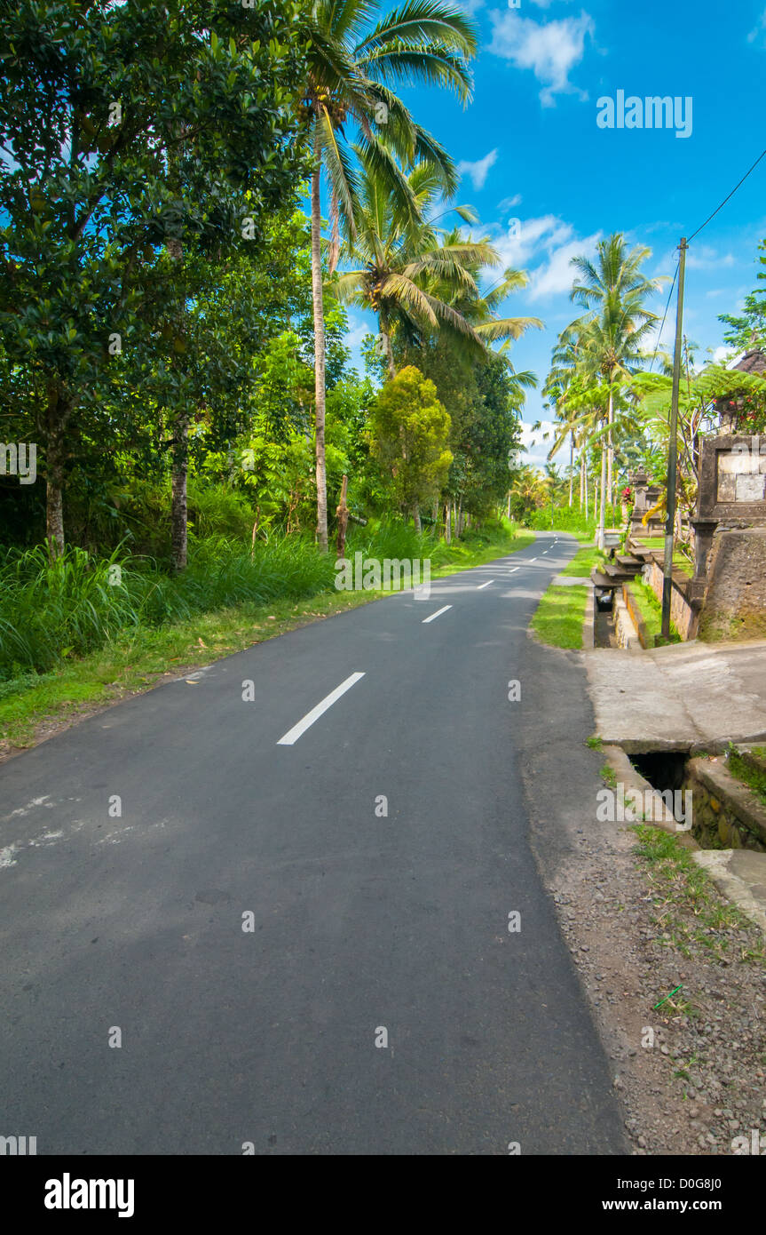 Narrow road bordered with palm trees in Bali, Indonesia Stock Photo - Alamy