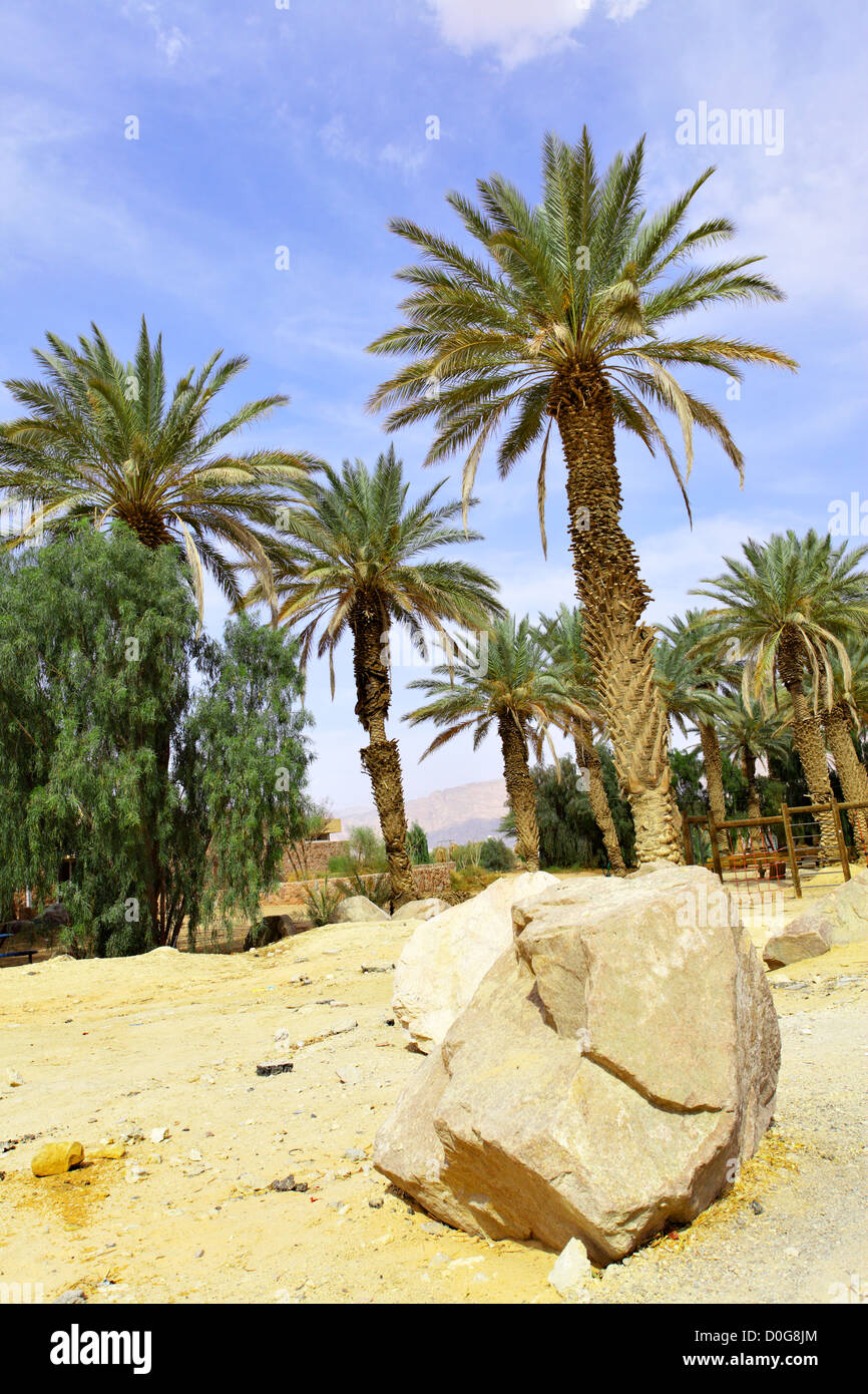 Date palms and stones, Arava desert, Israel Stock Photo - Alamy