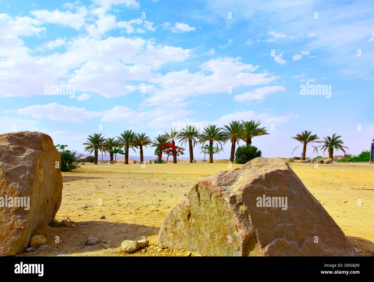 Date palms and stones, Arava desert, Israel Stock Photo - Alamy