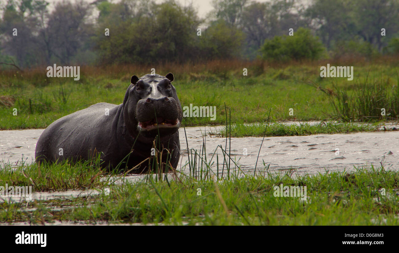 Angry hippo hi-res stock photography and images - Alamy