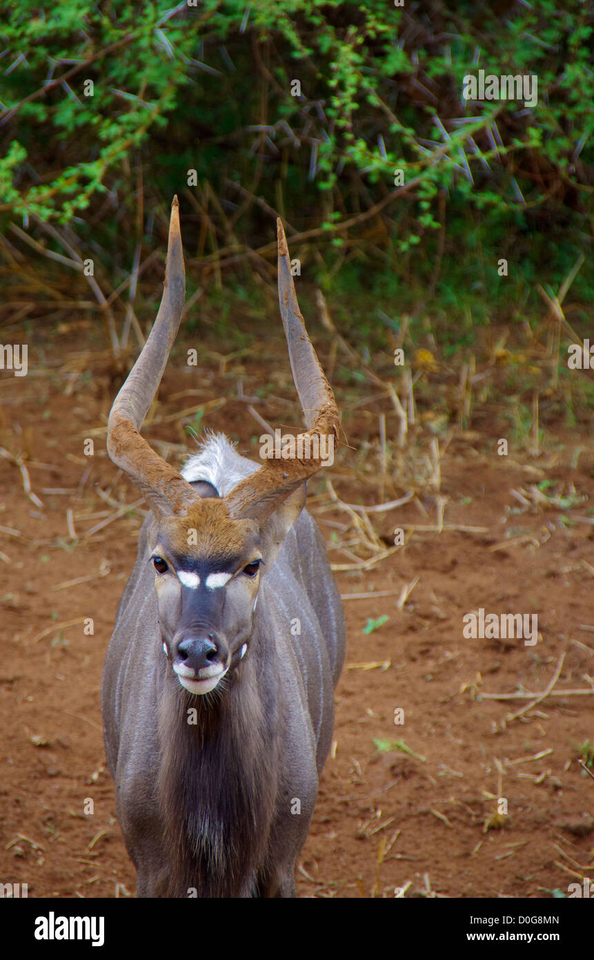 Nyala park hi-res stock photography and images - Alamy