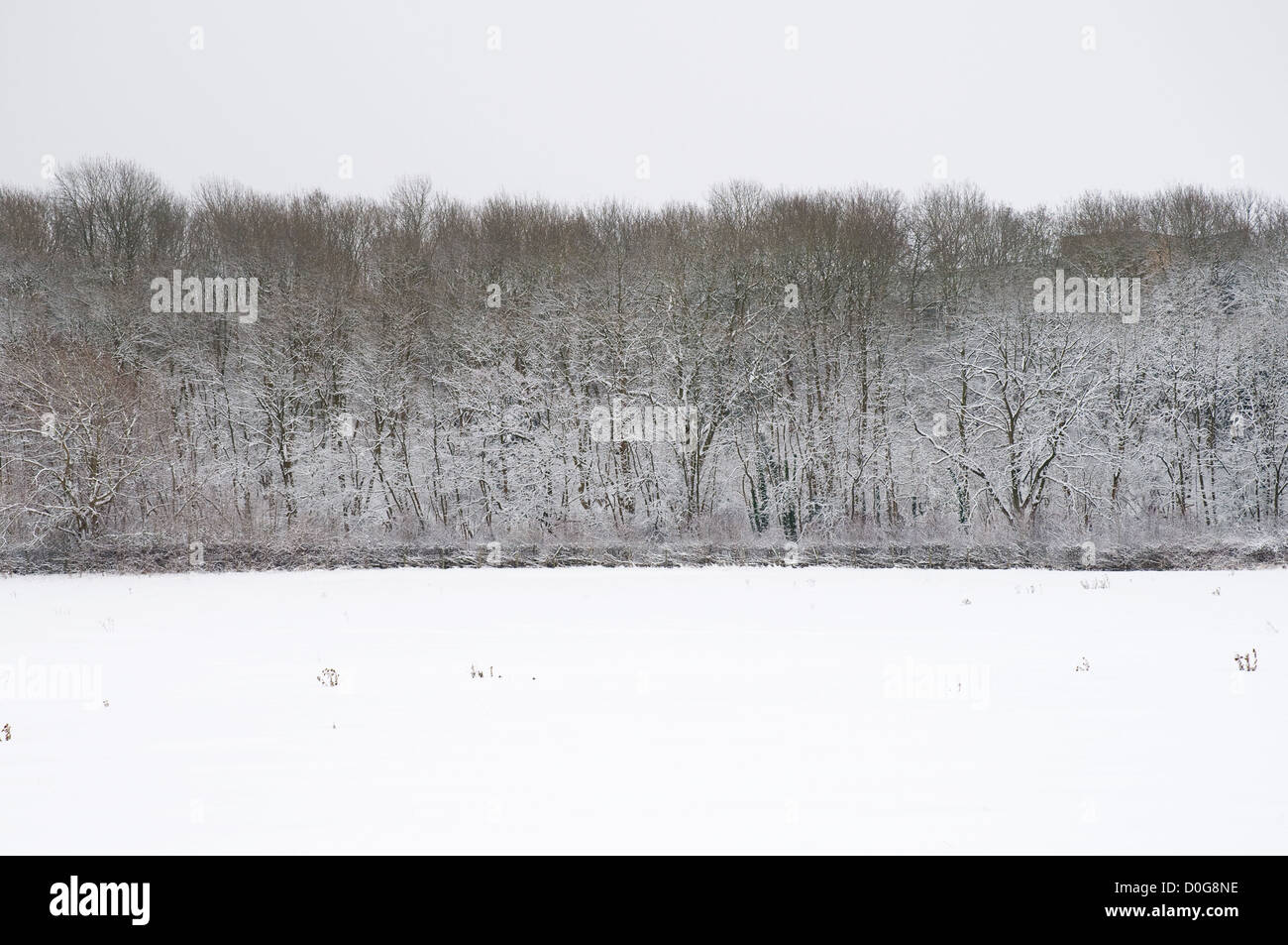Winter tree line with snow Stock Photo - Alamy
