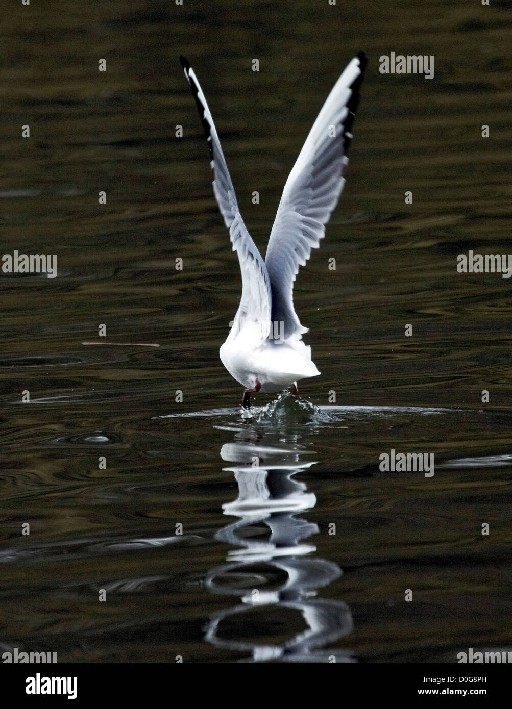 gull taking off Stock Photo - Alamy