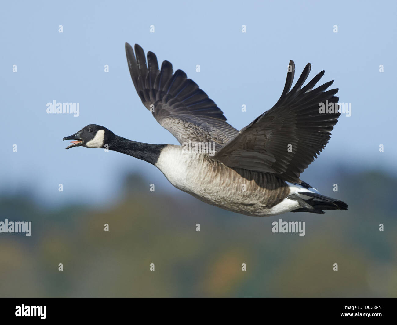 Canada goose in flight Stock Photo - Alamy