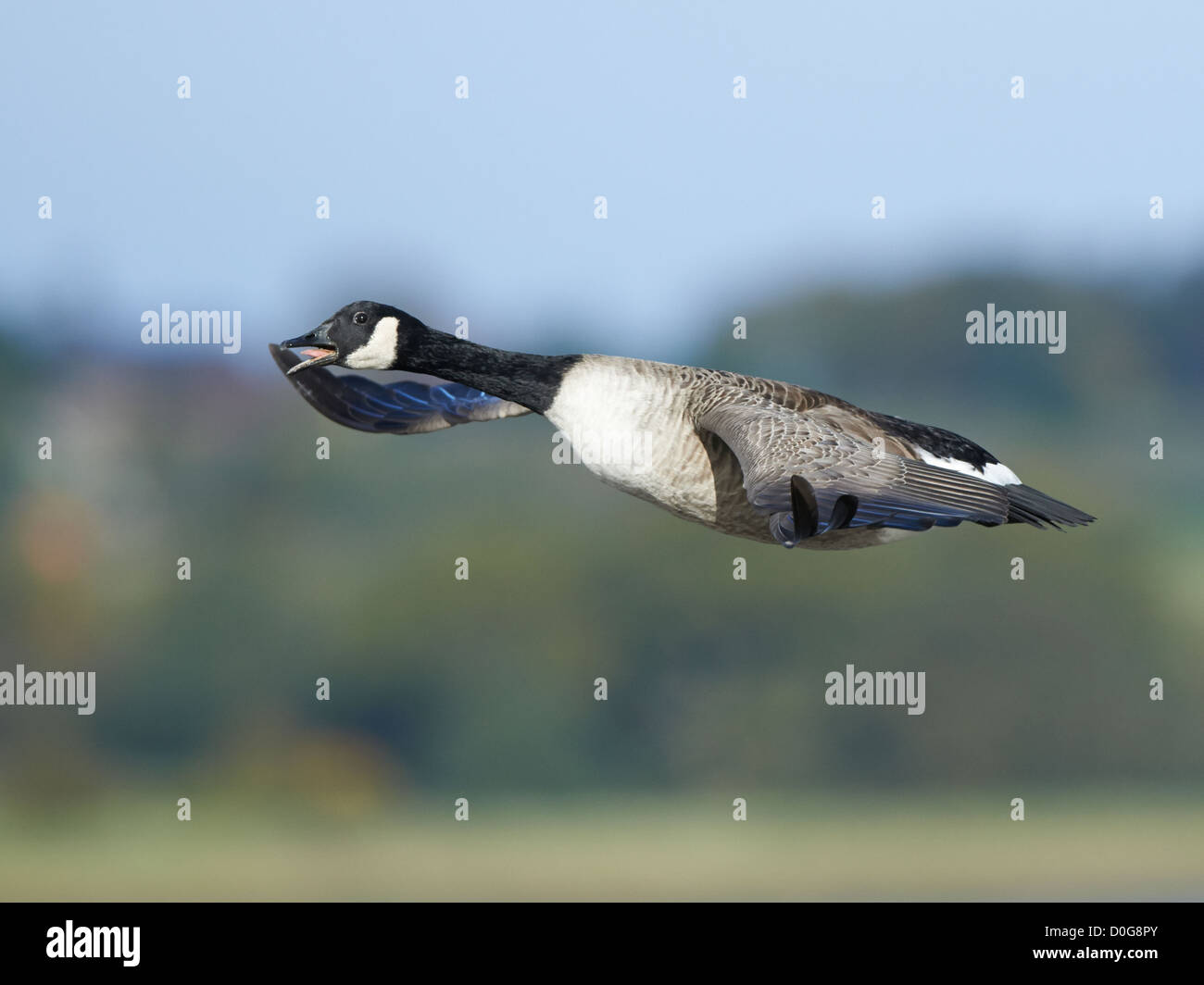 Canada goose action hi-res stock photography and images - Alamy