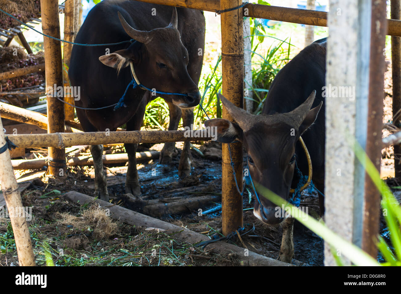 Bali cattle hi-res stock photography and images - Alamy