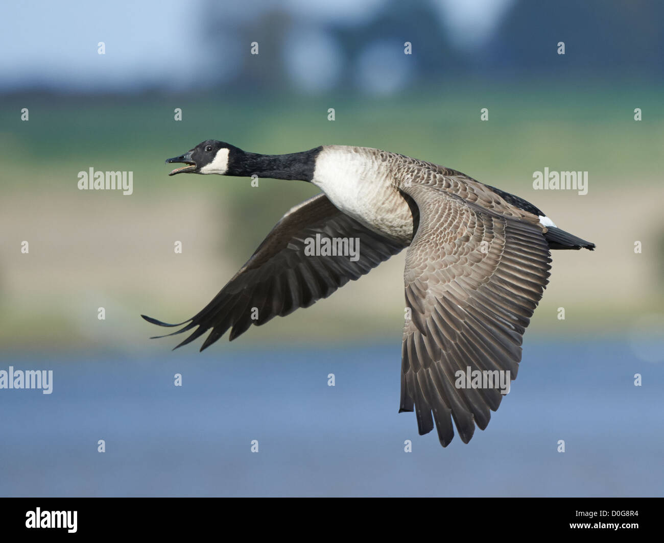 Wintering goose lake hi-res stock photography and images - Alamy