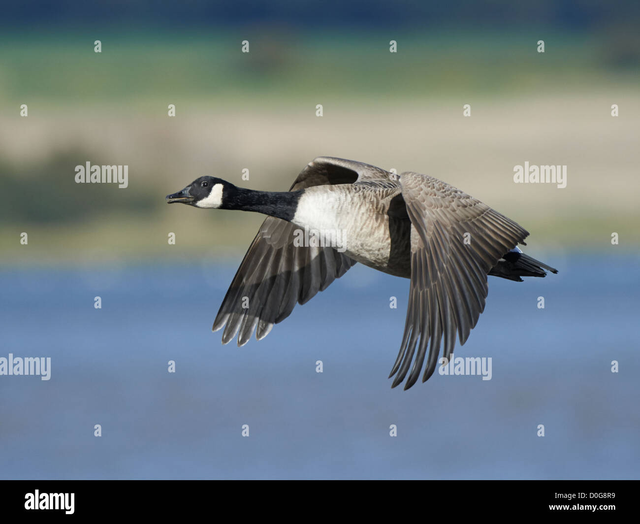 Canada goose in flight Stock Photo - Alamy