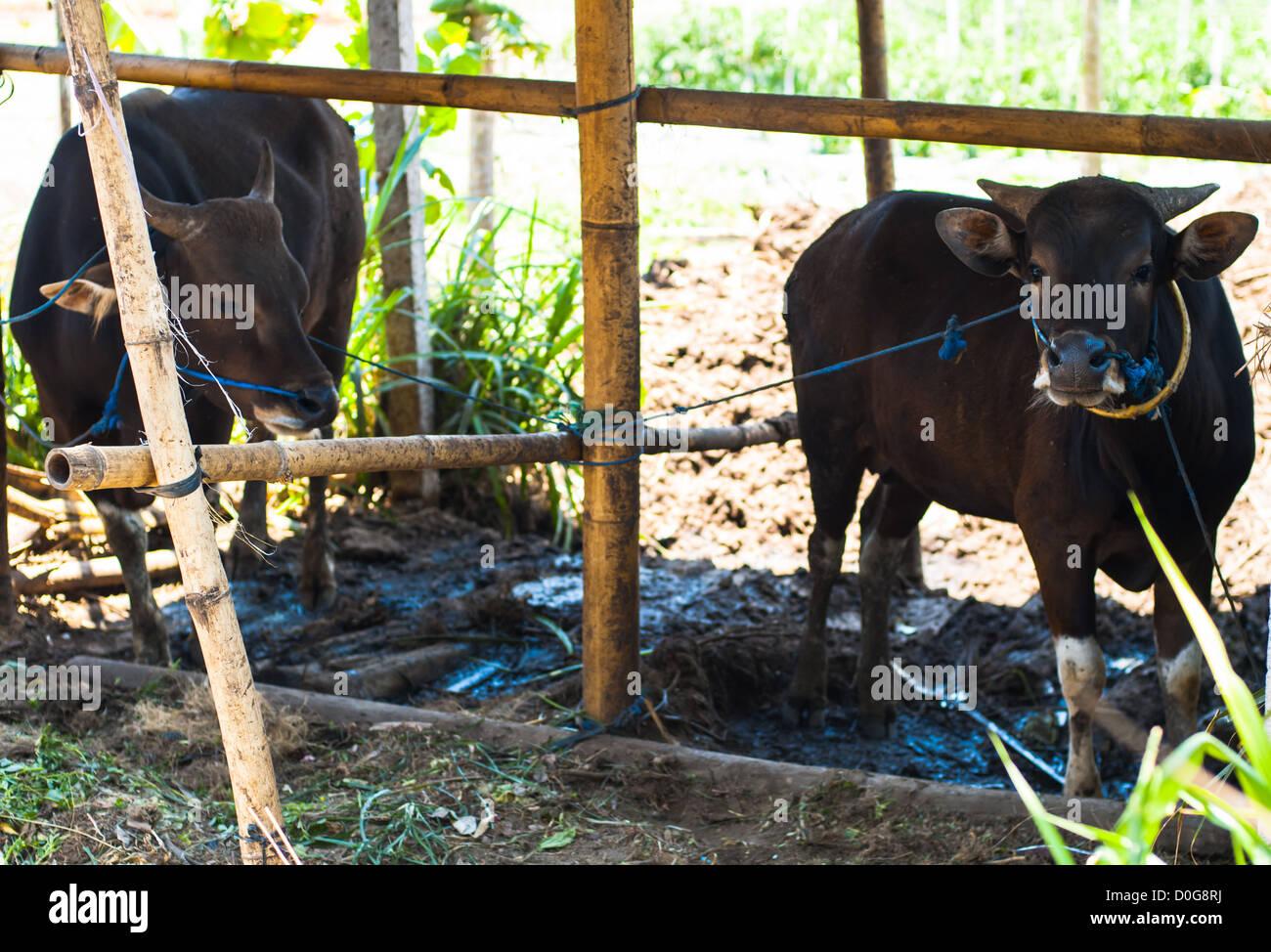 Bali cattle hi-res stock photography and images - Alamy