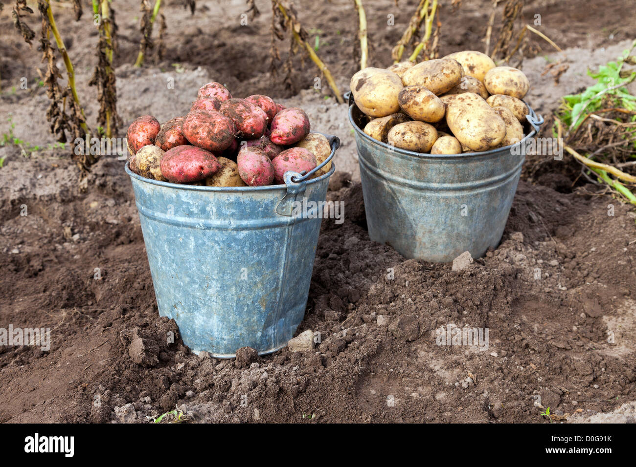 First harvest of organically grown new potatoes Stock Photo - Alamy