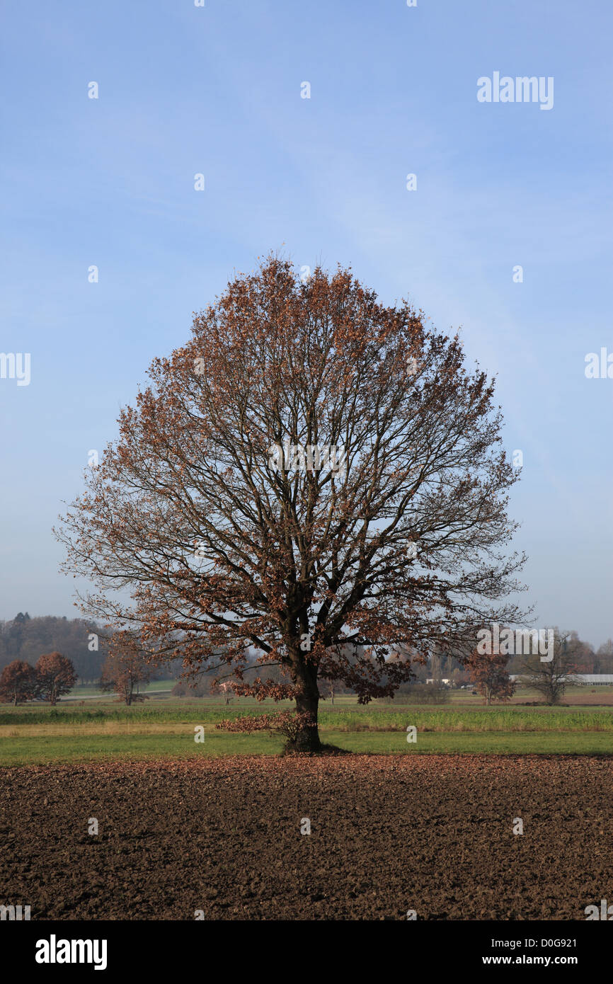 single oak tree in autumn. Photo by Willy Matheisl Stock Photo - Alamy