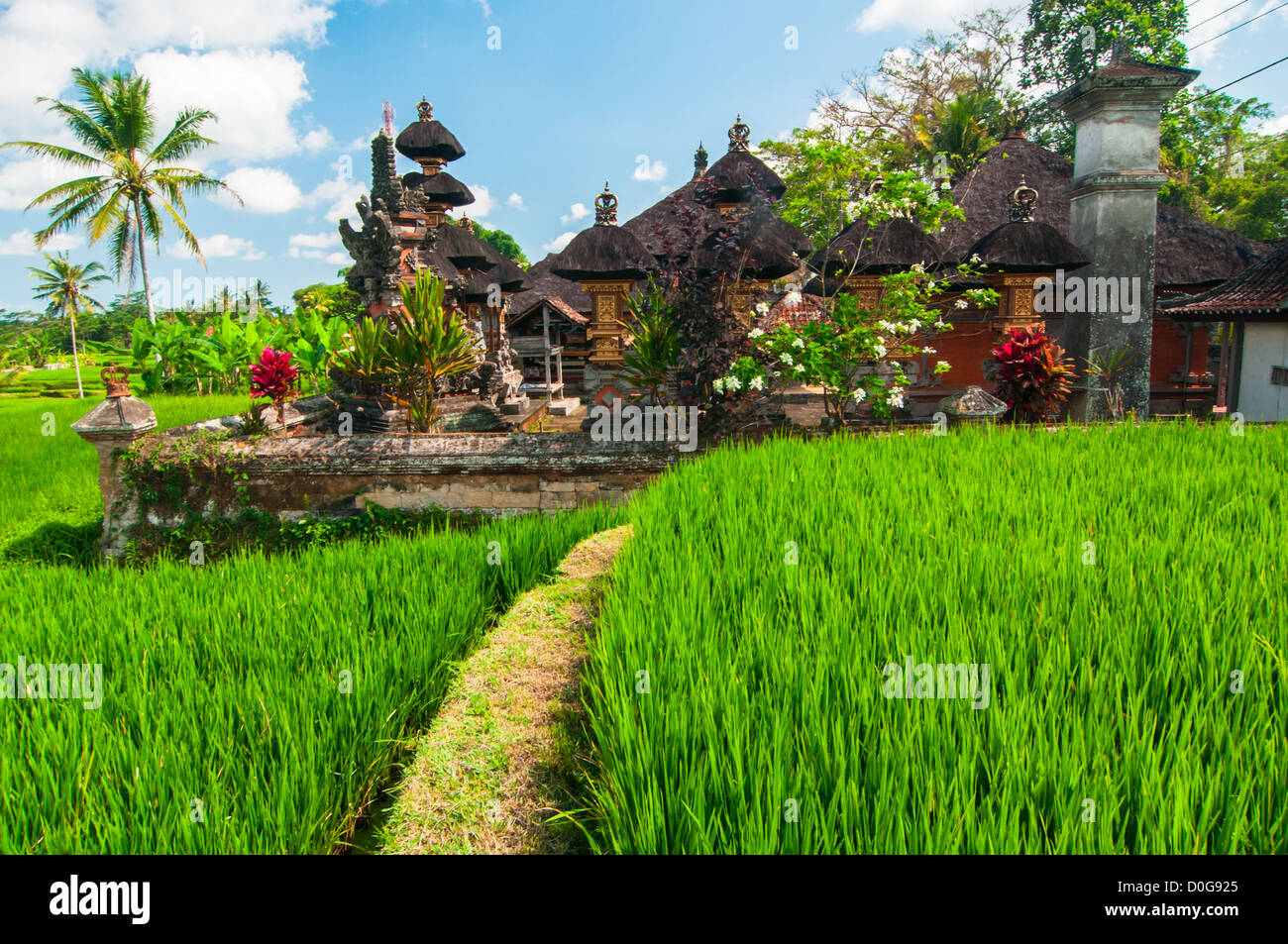 Rice terrace and small temple at background, Bali, Indonesia Stock ...
