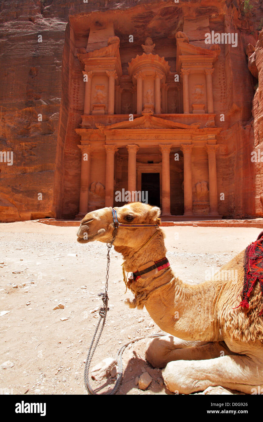 Camel near Treasury temple at Petra (Al Khazneh), Jordan Stock Photo ... Camel near Treasury temple at Petra (Al Khazneh), Jordan Stock Photo ...