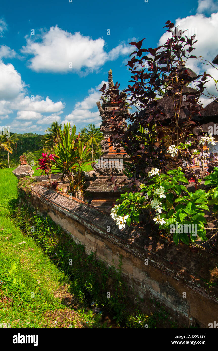 Rice terrace and small temple at background, Bali, Indonesia Stock ...