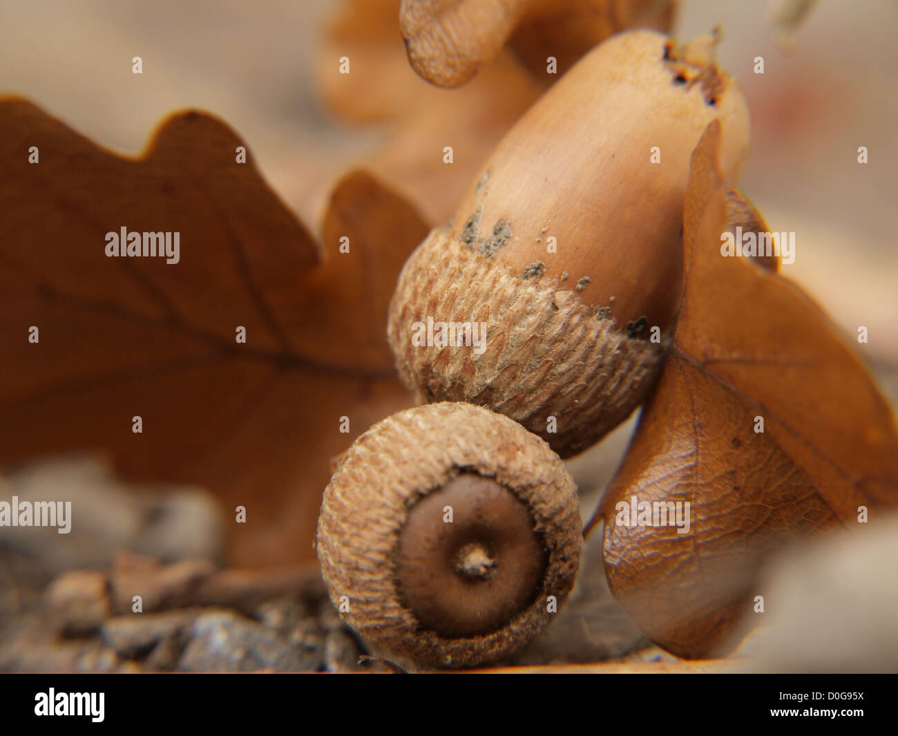 acorn close up in the forest Stock Photo - Alamy