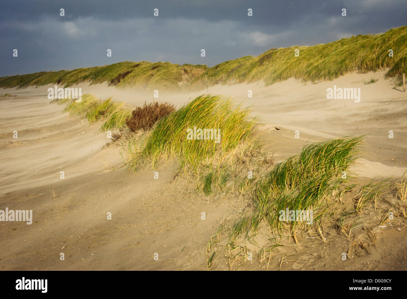 European Marram Grass or European Beachgrass, Ammophila arenaria, dune ...
