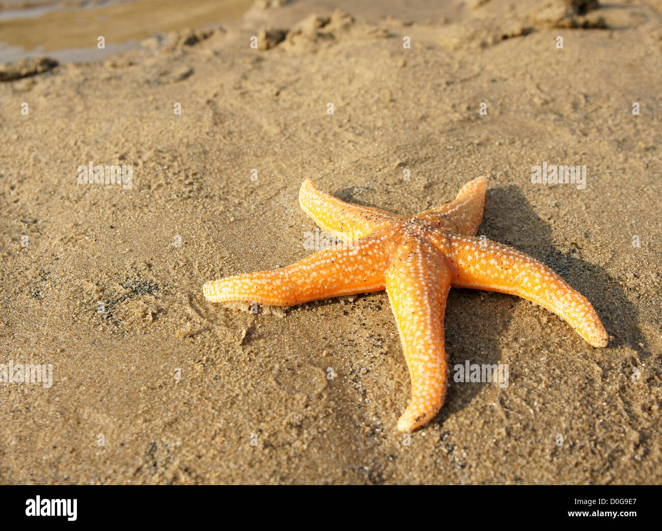 Starfish beach uk hi-res stock photography and images - Alamy