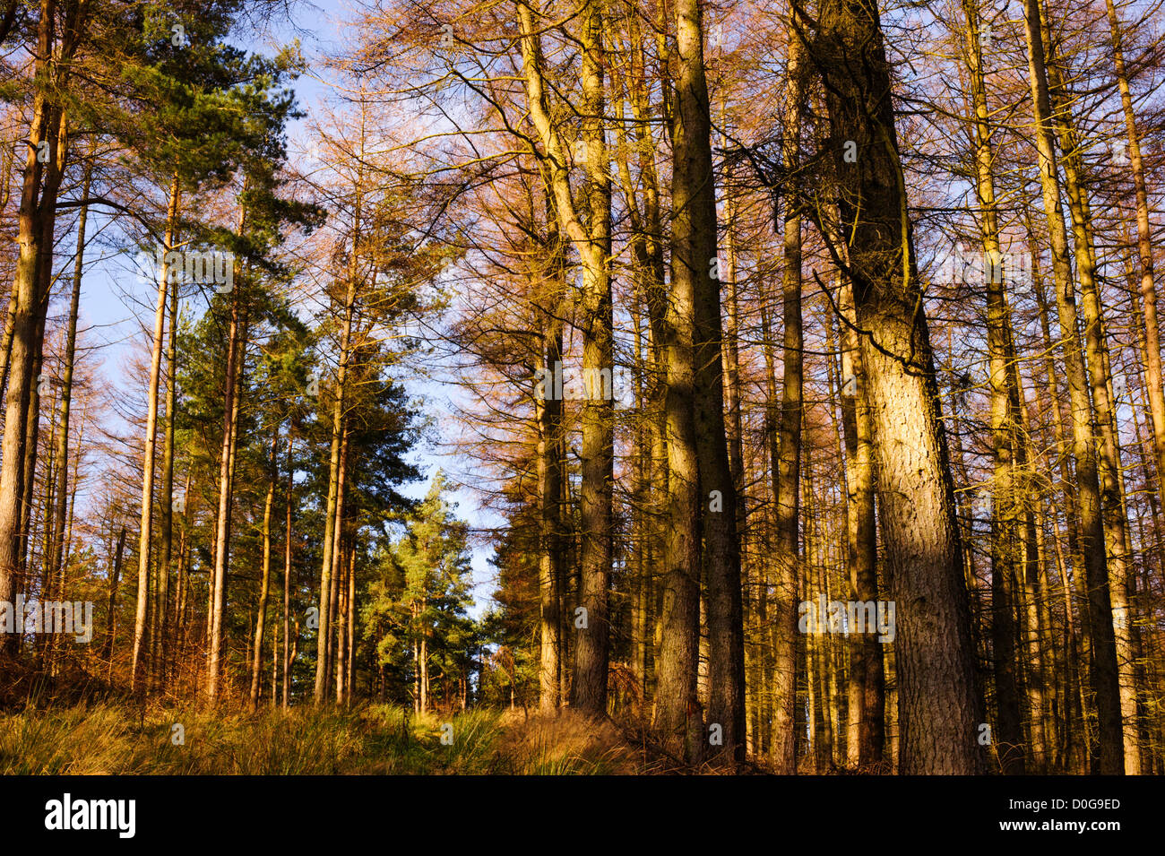 Sunlit pine trees on the slopes of the Derwent Valley Stock Photo - Alamy