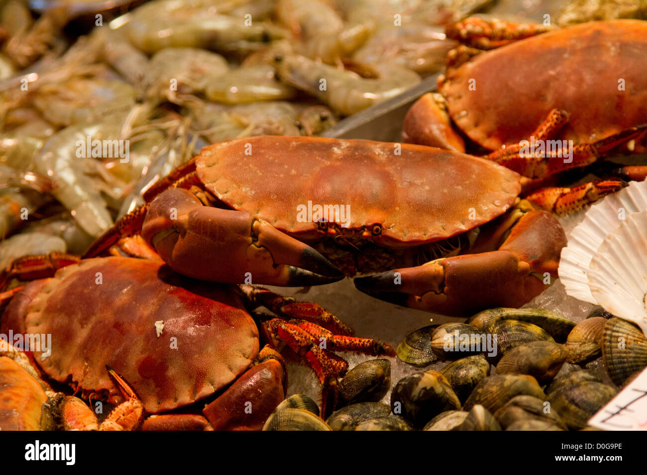 Red fish alive in hi-res stock photography and images - Alamy