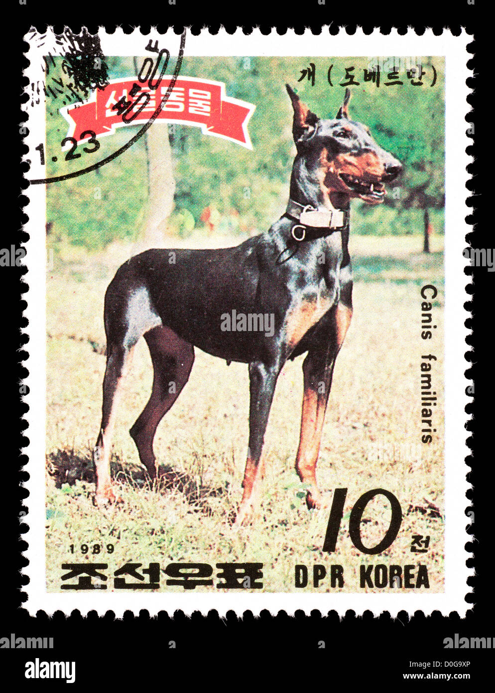 Postage stamp from North Korea depicting a Doberman Pinscher dog Stock ...