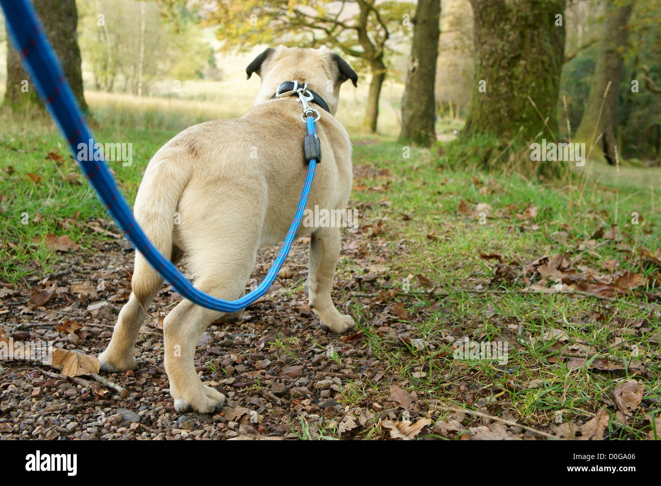 Pug pup being taken for a walk Stock Photo - Alamy